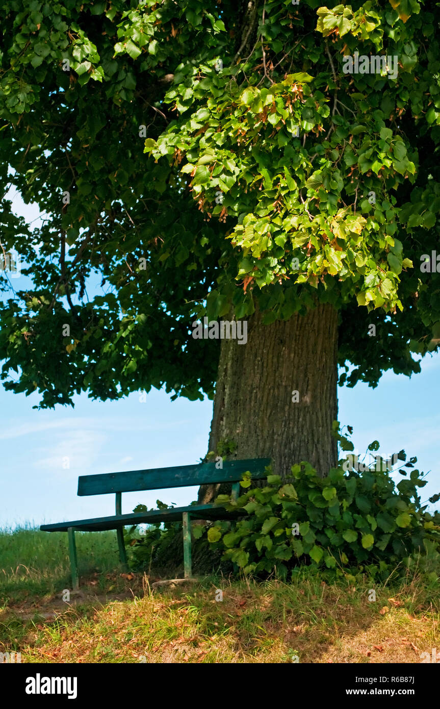 Very old lime tree hi-res stock photography and images - Alamy