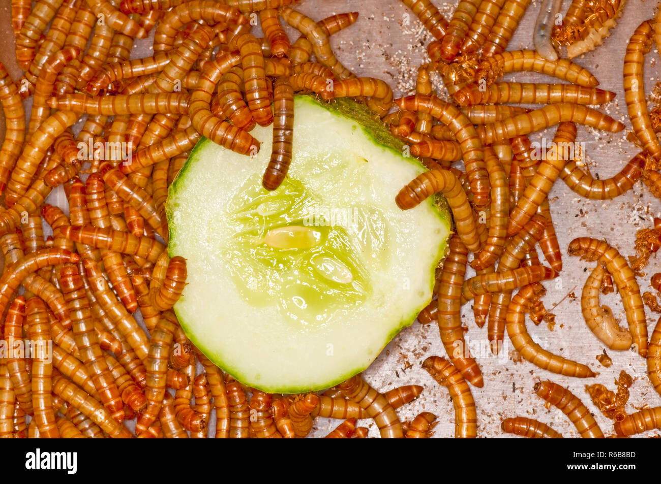 Flour insect hi-res stock photography and images - Alamy