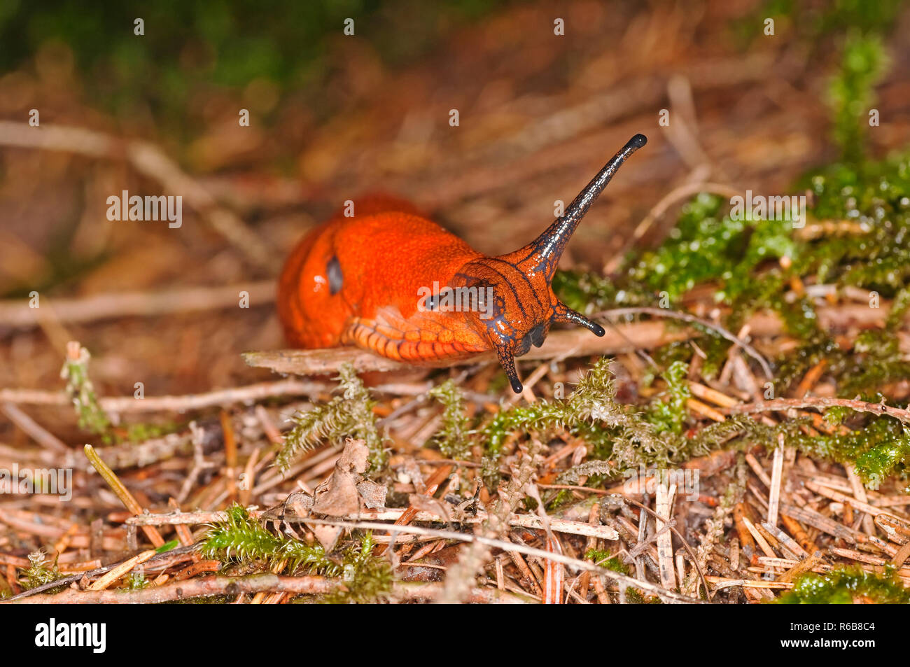 Aerial snail hi-res stock photography and images - Alamy