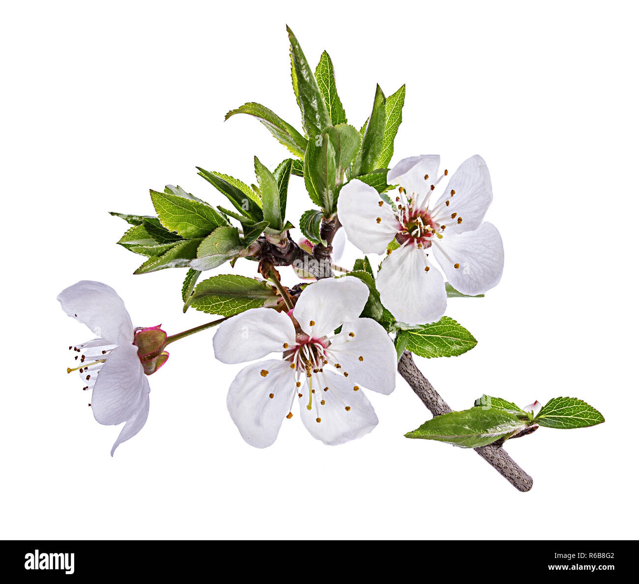 Cherry red flower hi-res stock photography and images - Alamy