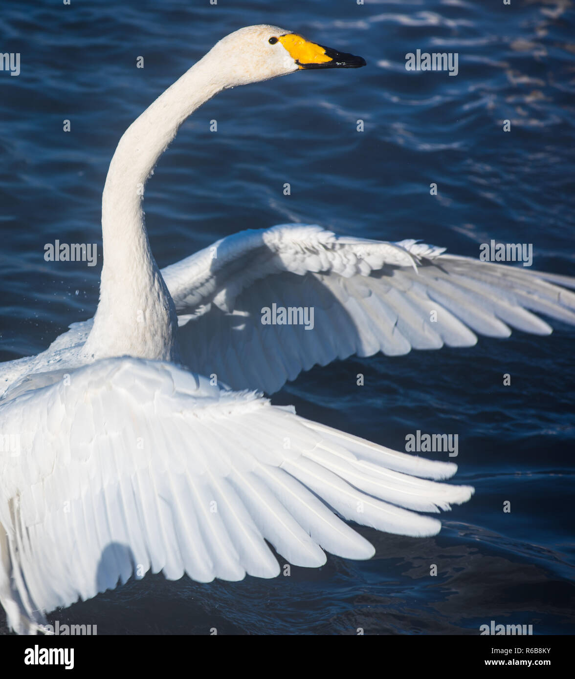 Beautiful white whooping swans Stock Photo - Alamy