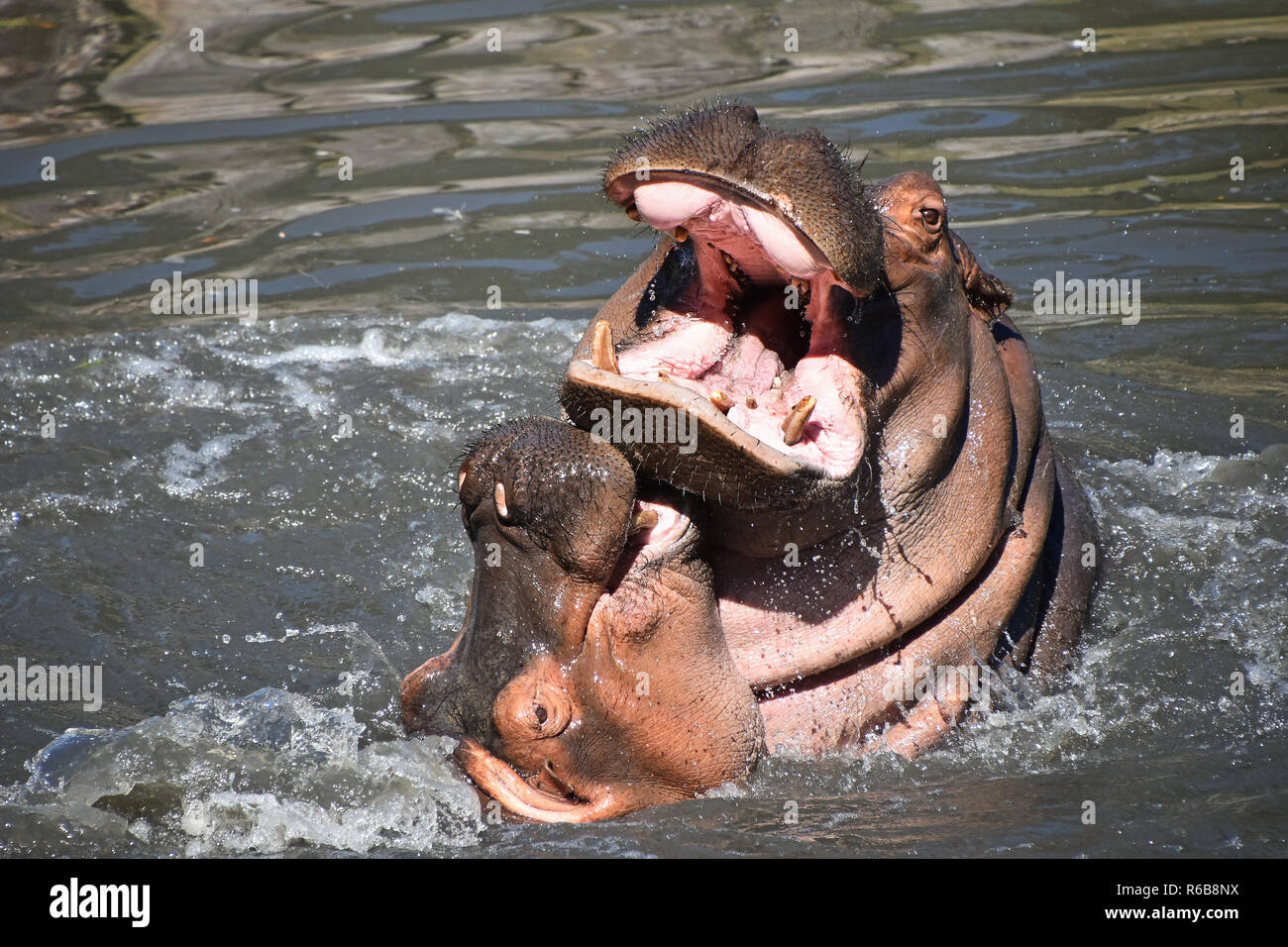 Hippo mating hi-res stock photography and images - Alamy