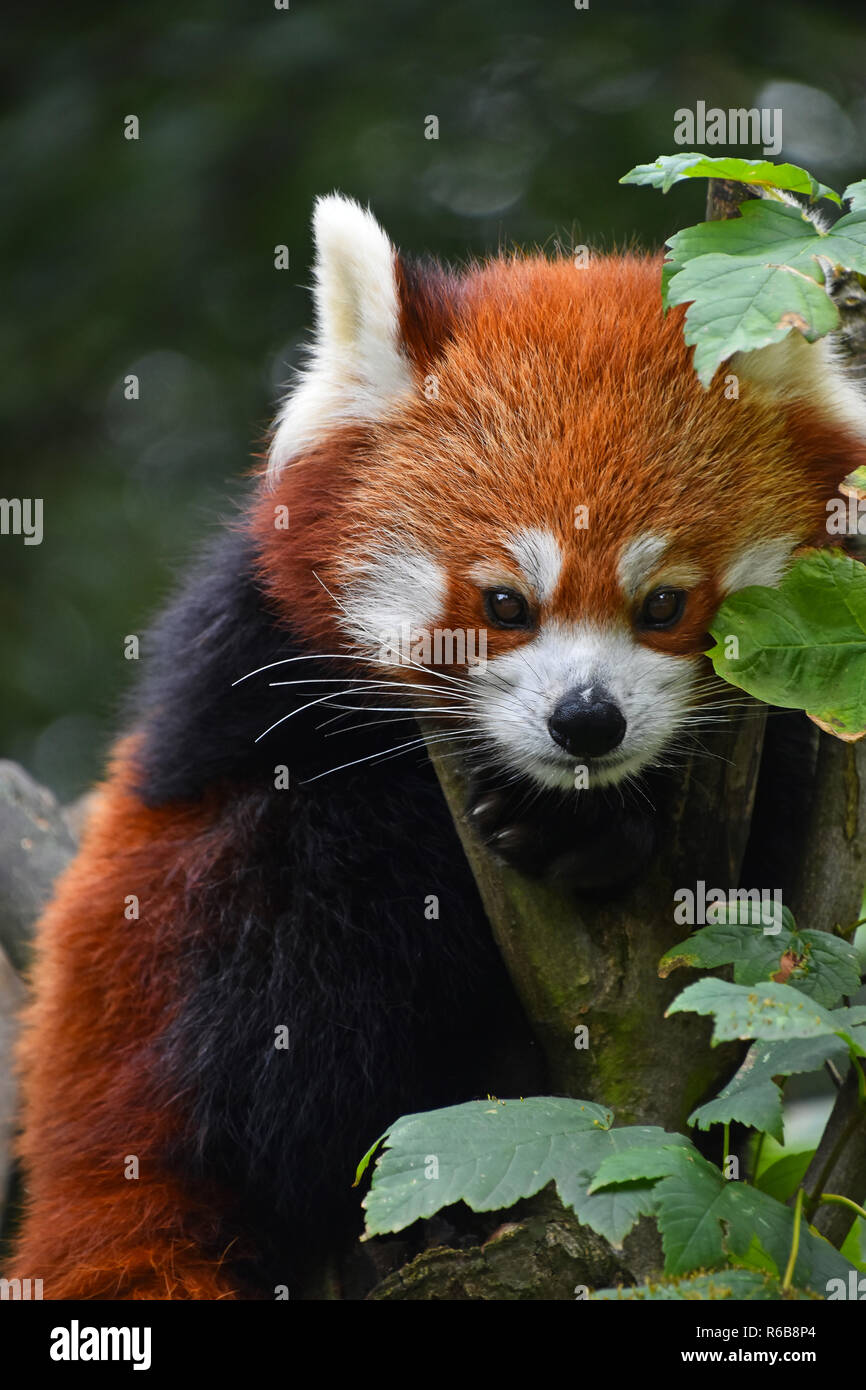 Closeup Face Cute Red Panda High Resolution Stock Photography and ...