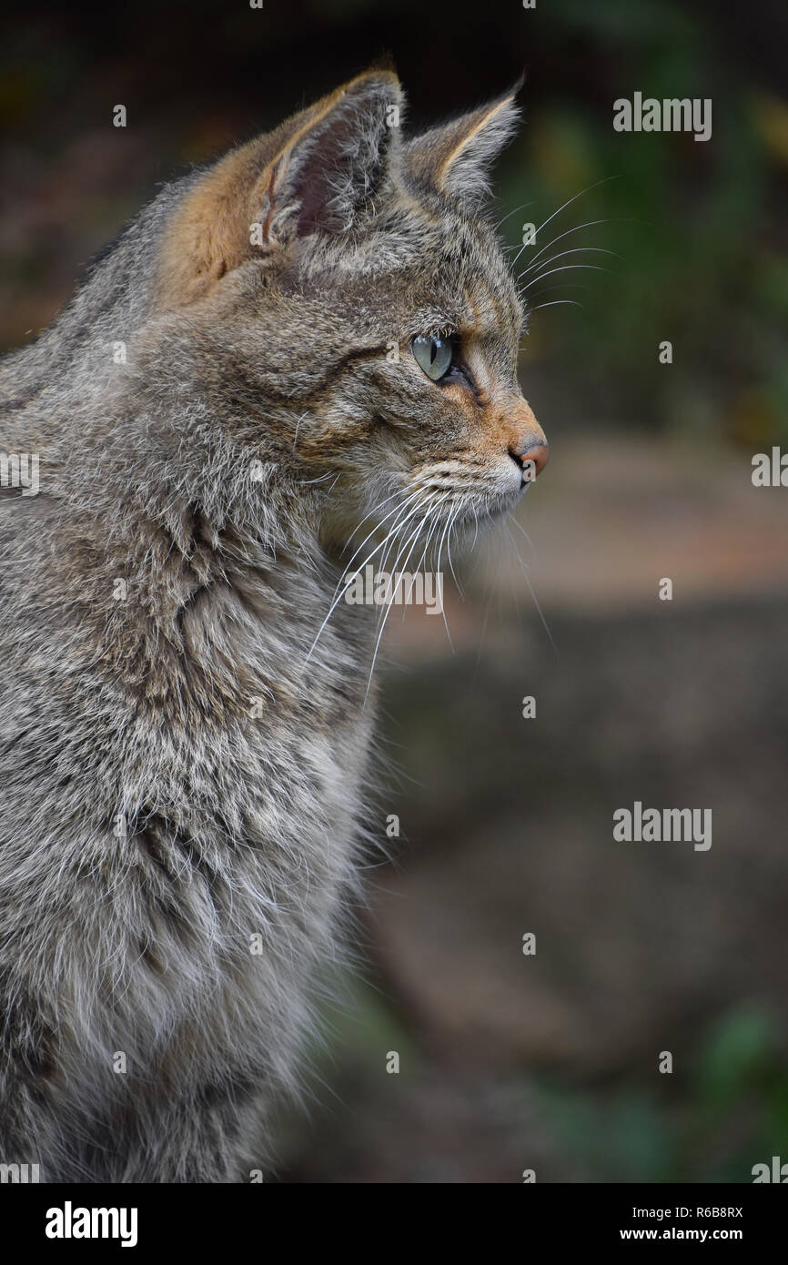 European wildcat side profile portrait close up Stock Photo - Alamy