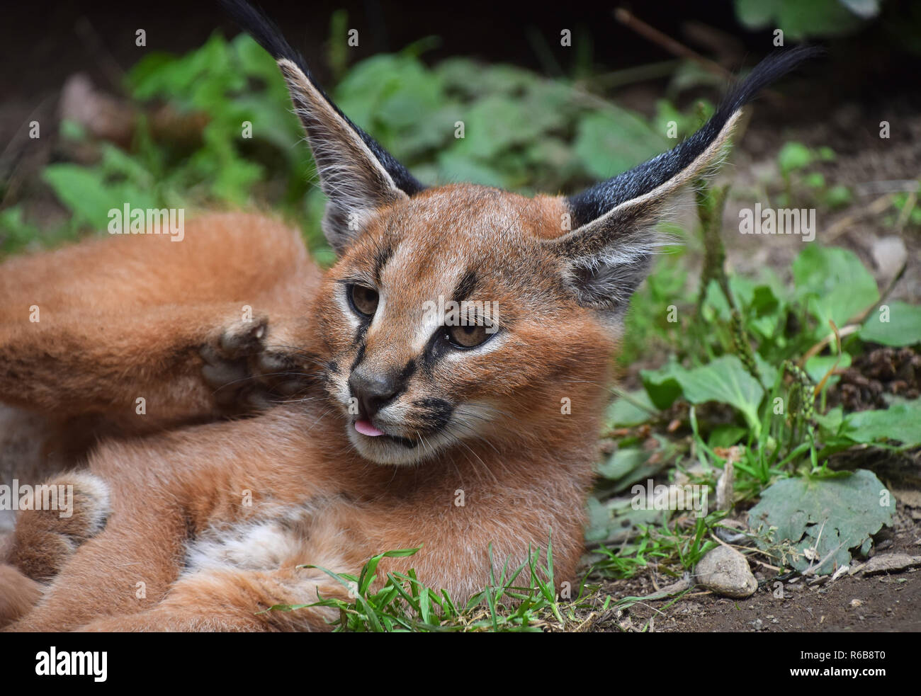 Close up portrait baby caracal hi-res stock photography and images - Alamy