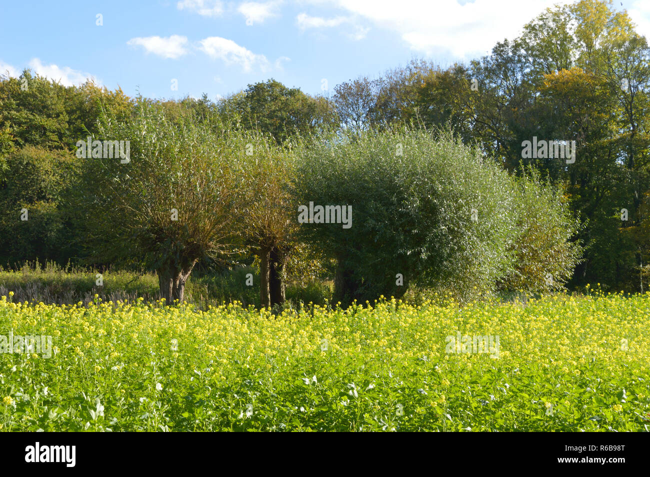 Blue tree green coleseed hi-res stock photography and images - Alamy