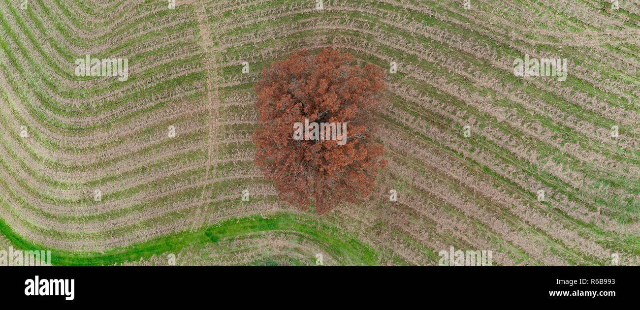 Aerial view oak tree hi-res stock photography and images - Alamy