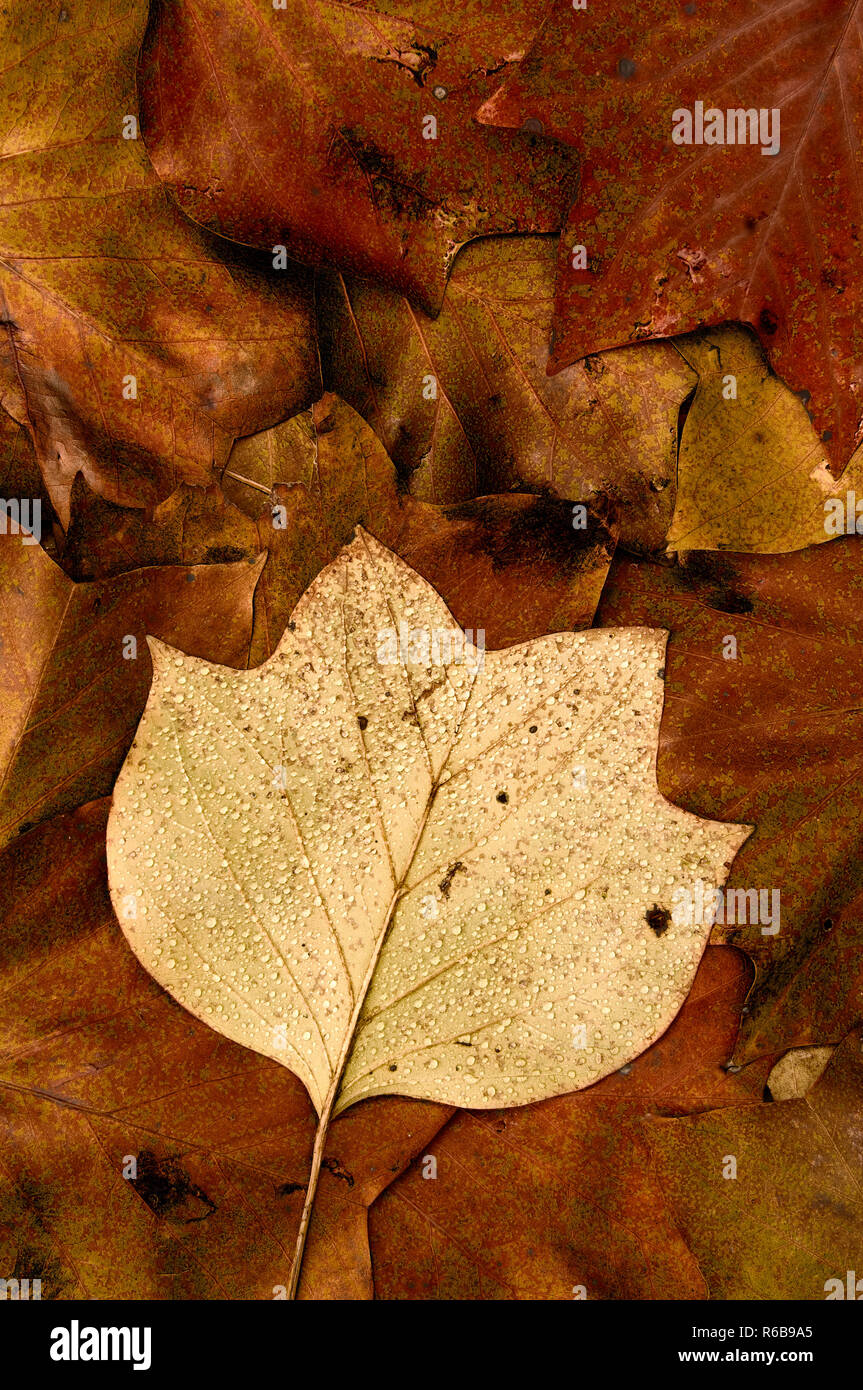 Suburban Tulip Tree Leaves (Liriodendron tulipifera) after rain ...