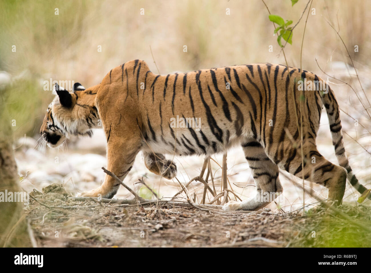 Crouching tiger hi-res stock photography and images - Alamy