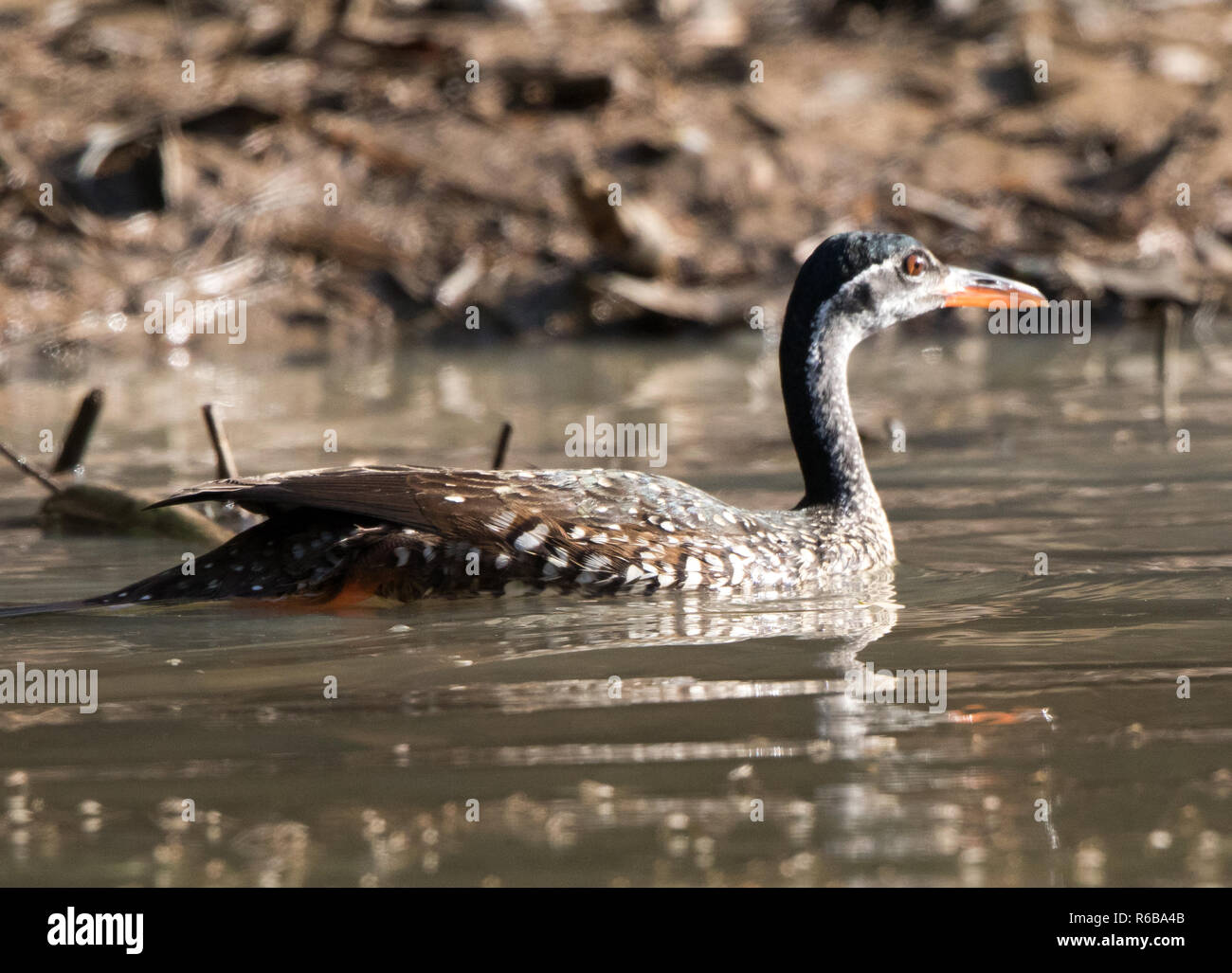 African Finfoot (Podica senegalensis Stock Photo - Alamy