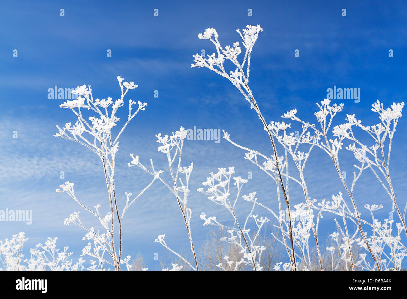 Arctic Plants In Snow