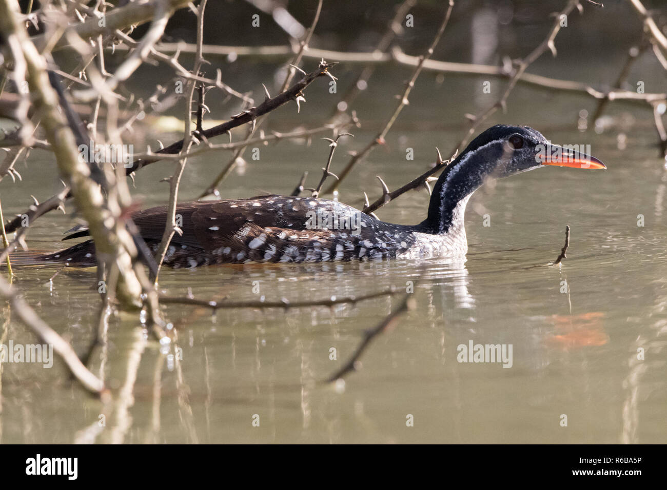 African Finfoot (Podica senegalensis Stock Photo - Alamy