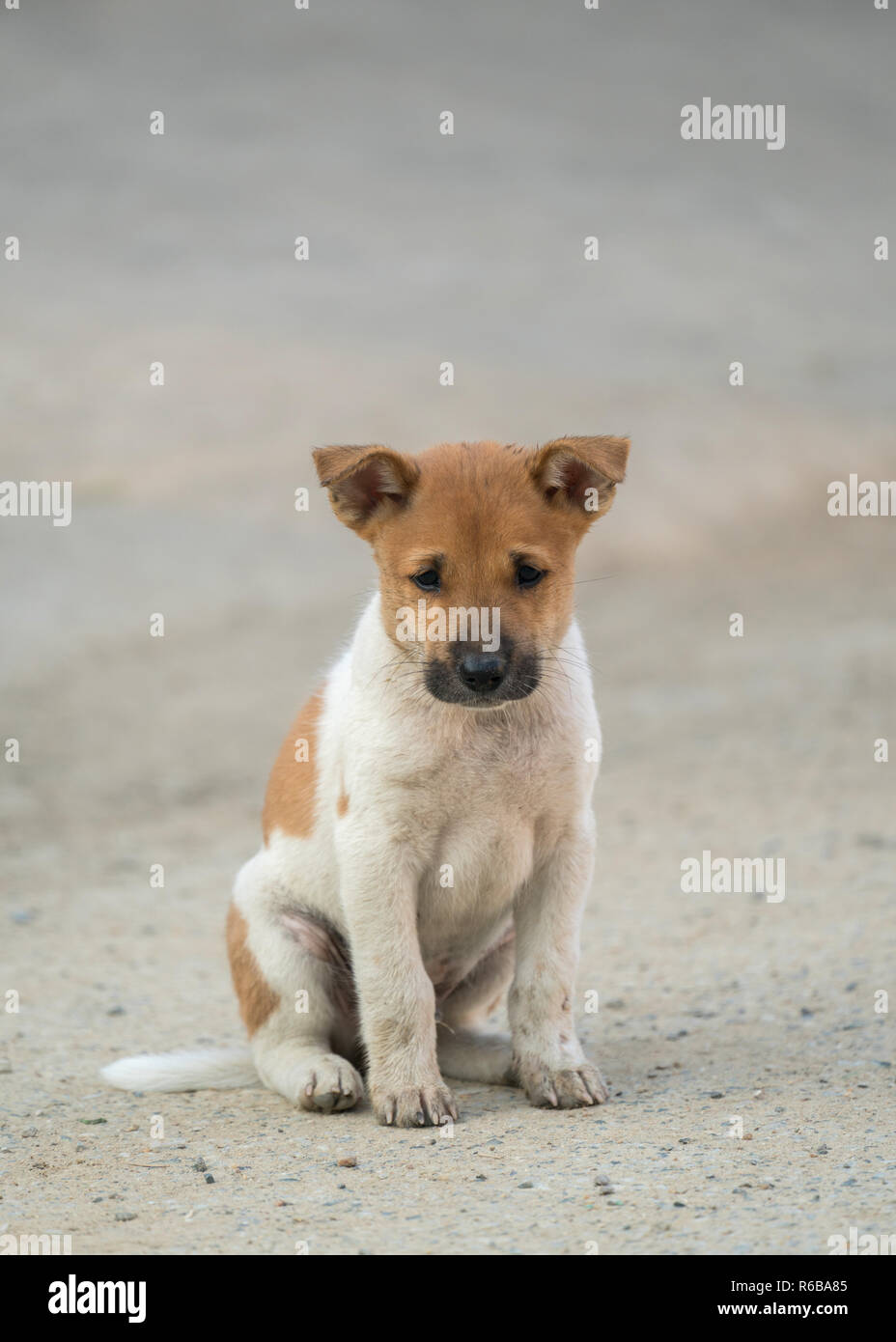 Native thai dog hi-res stock photography and images - Alamy