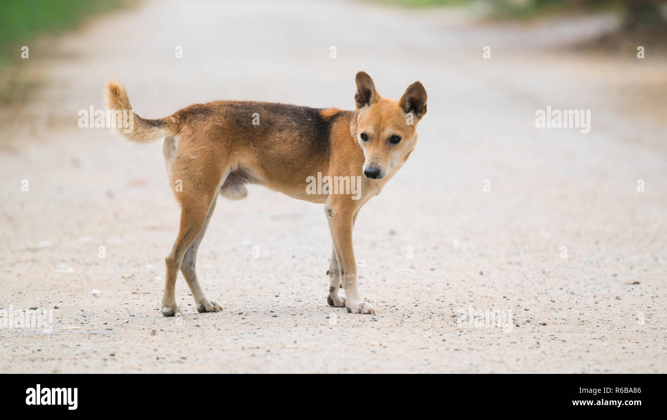 Native thai dog hi-res stock photography and images - Alamy
