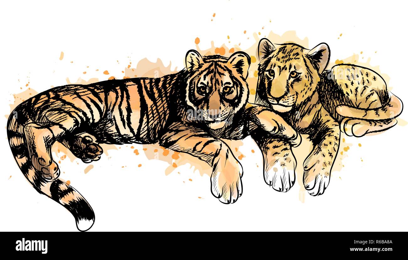 Tiger Vs Lion Drawing