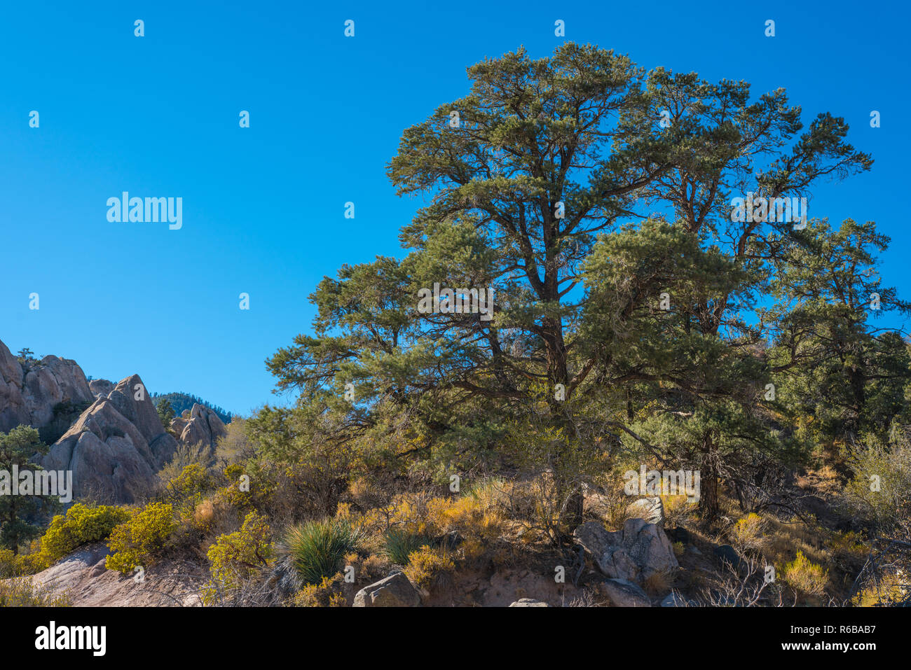 Tall evergreen trees grow along a canyon edge in California's Mojave ...