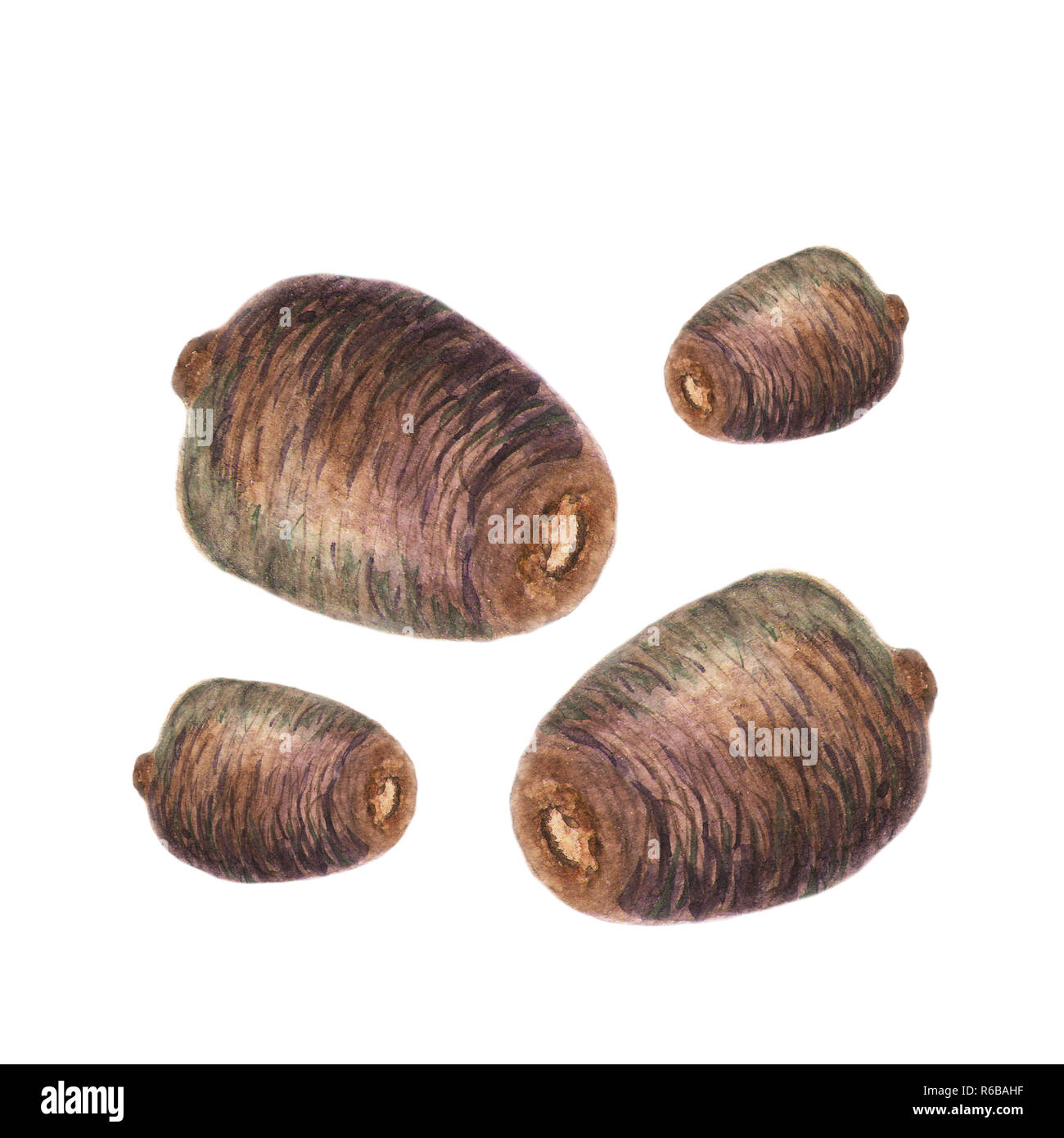 Small cones. Watercolor illustration in white Stock Photo - Alamy