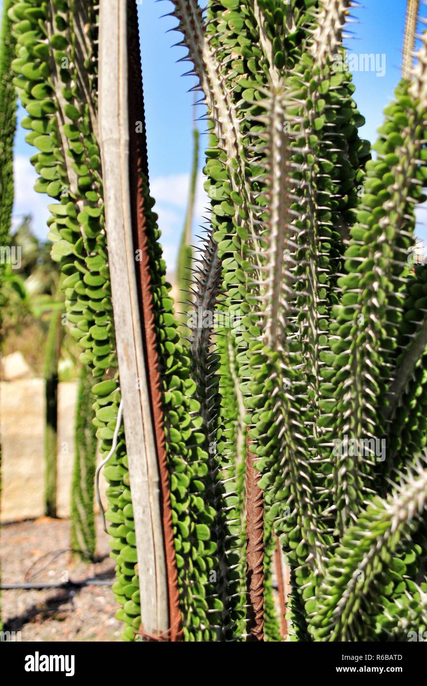 Chloroplasts in plant hi-res stock photography and images - Alamy