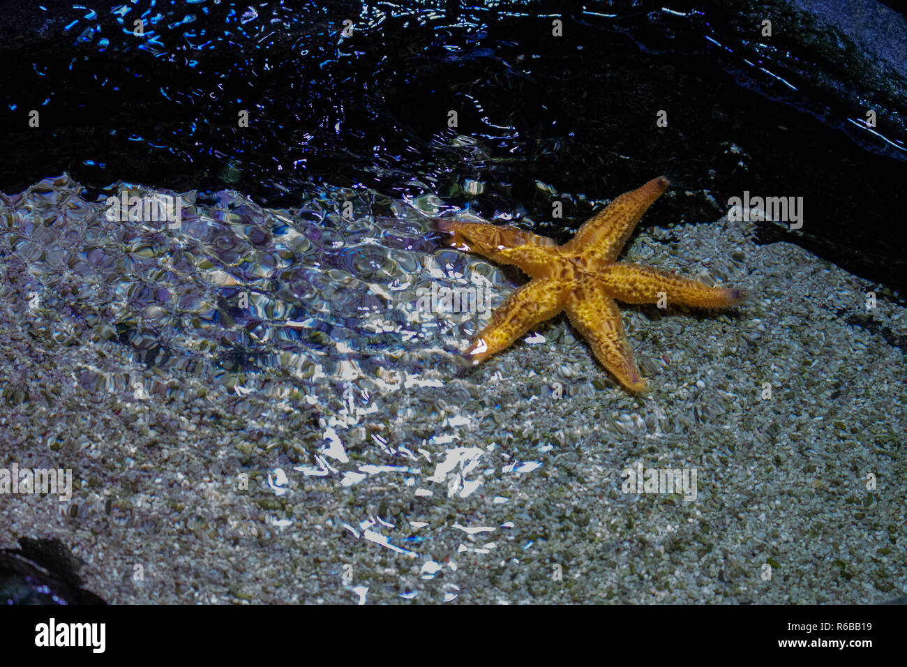 Australian starfish hi-res stock photography and images - Alamy