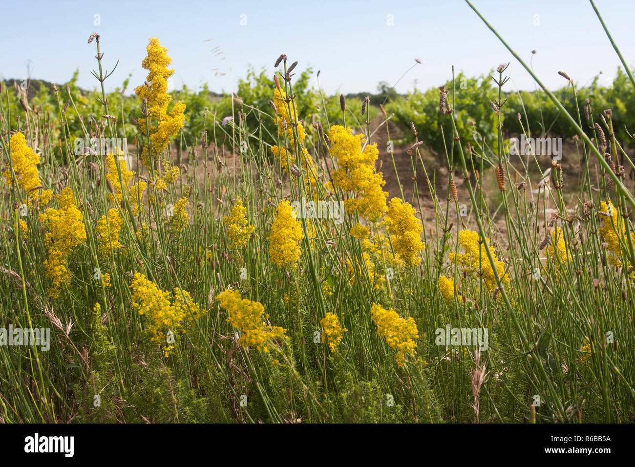 Vacqueyras france hi-res stock photography and images - Alamy