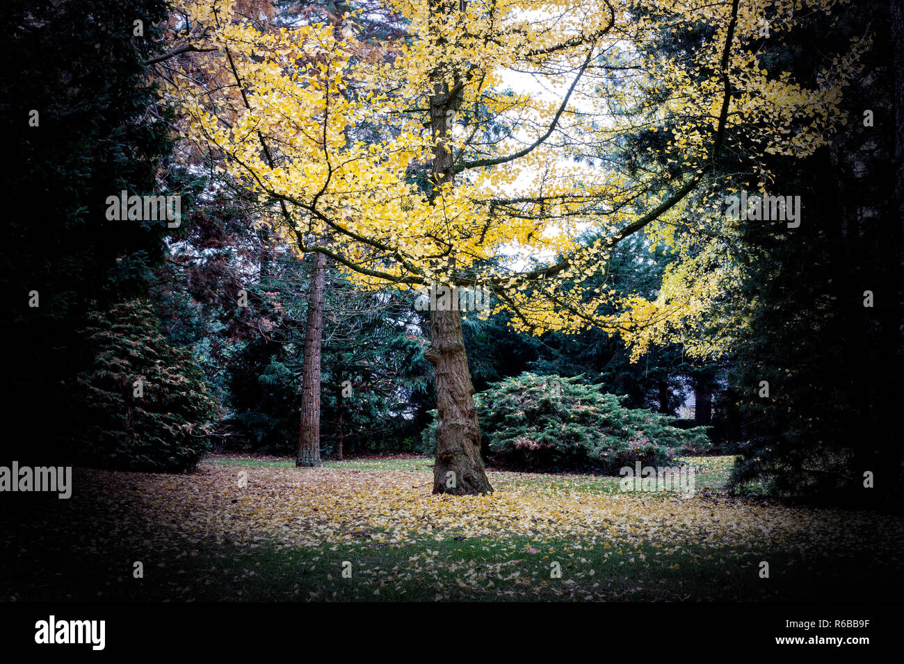 beautiful yellow tree among the other colored trees in a colorful park ...