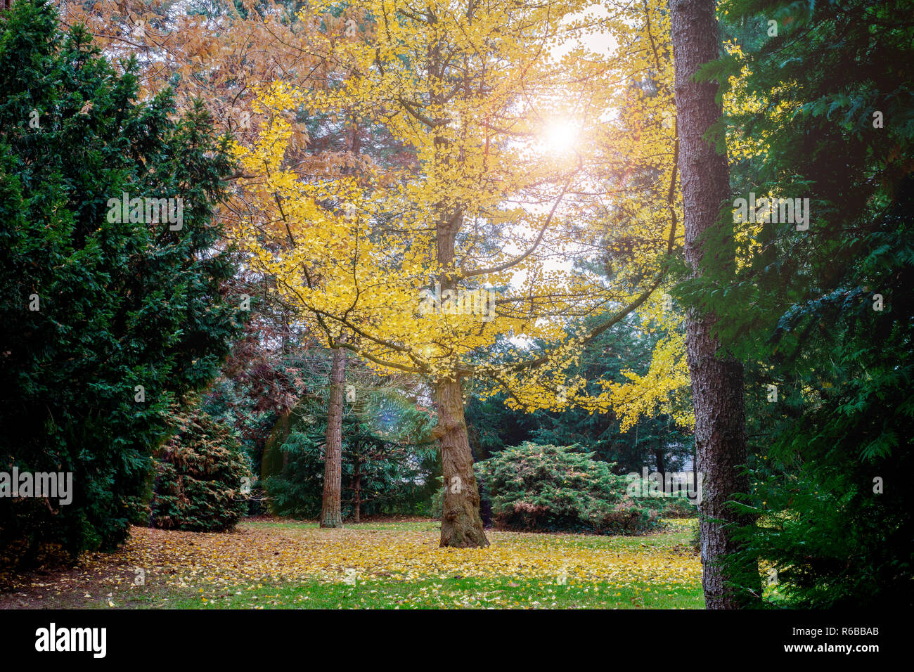 beautiful yellow tree among the other colored trees in a colorful park ...