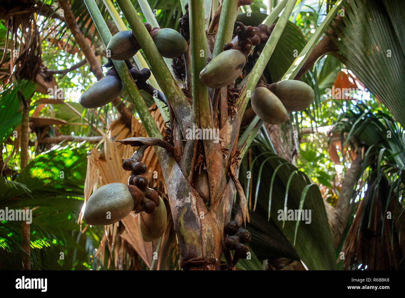 Vallee de Mai Nature Reserve, home of Coco de Mer , Praslin, Seychelles ...