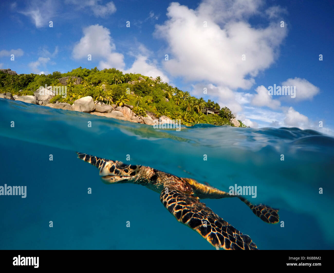 Hawksbill sea turtle under the waters in Seychelles islands. Felicite ...