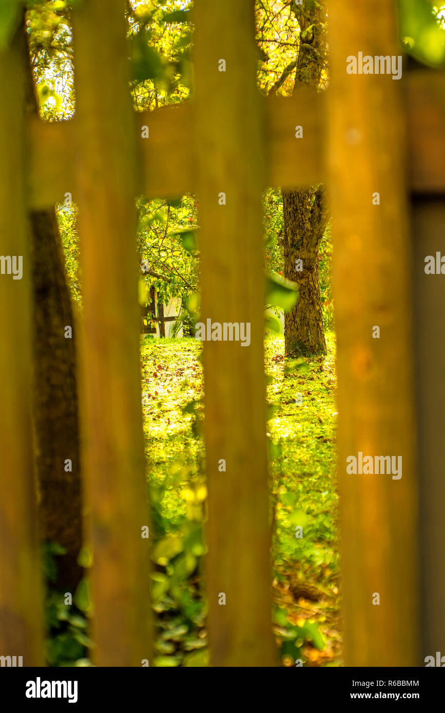 Tree Behind Fence In Sunlight Stock Photo - Alamy