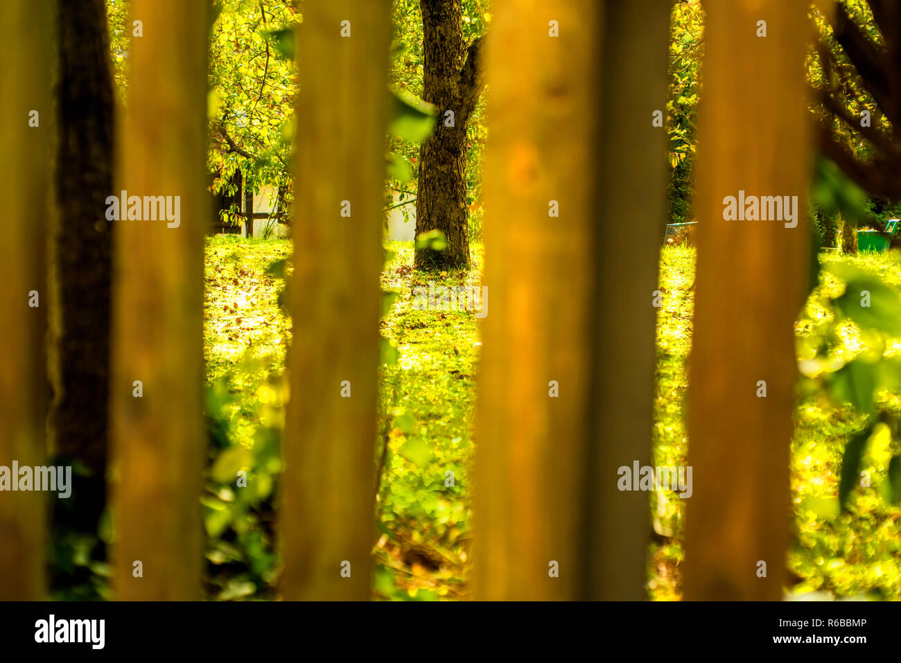 Tree Behind Fence In Sunlight Stock Photo - Alamy