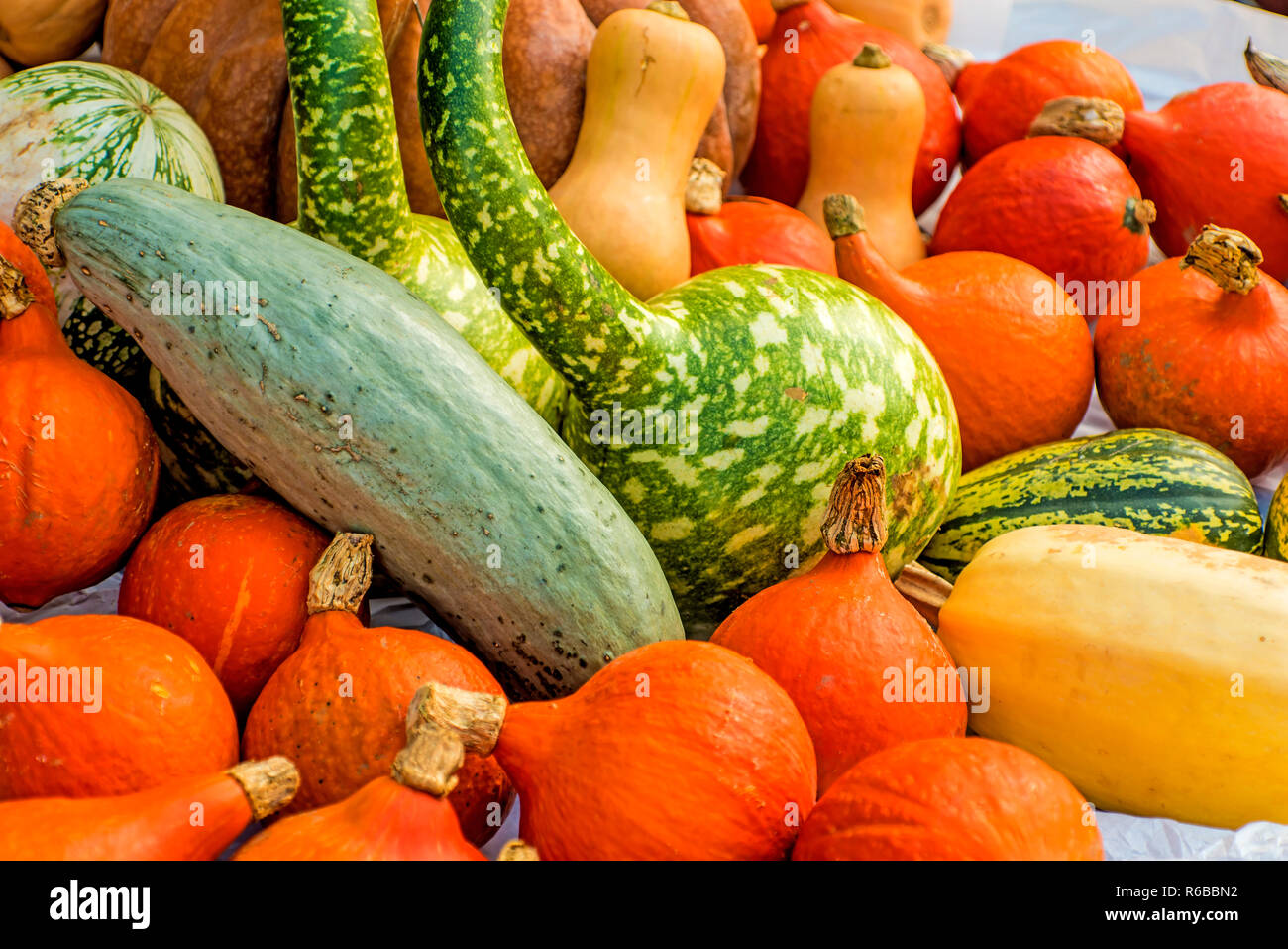 Squash In Different Kinds Stock Photo - Alamy