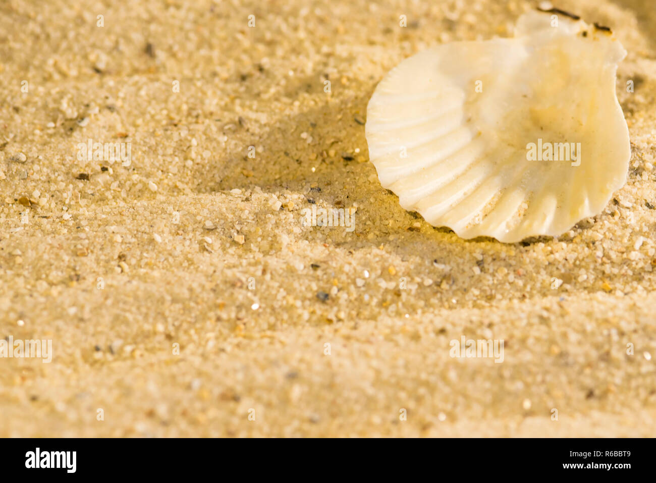 Shell At A Beach Stock Photo - Alamy