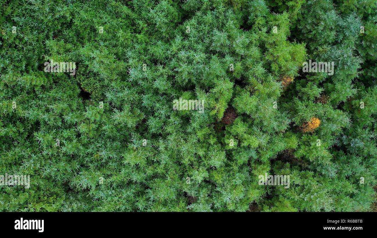 Drone over lush evergreen forest hi-res stock photography and images ...