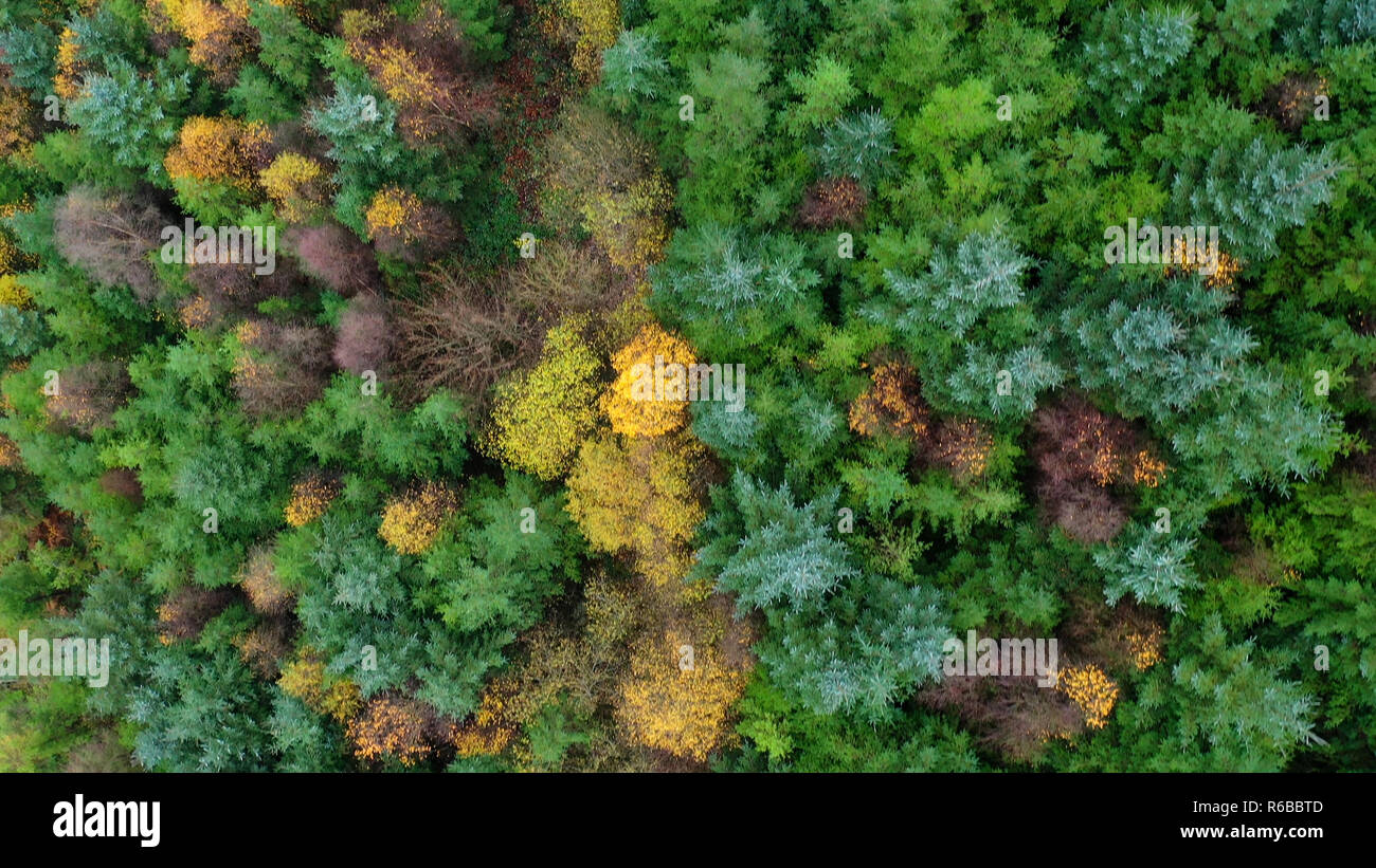 Drone over lush evergreen forest hi-res stock photography and images ...