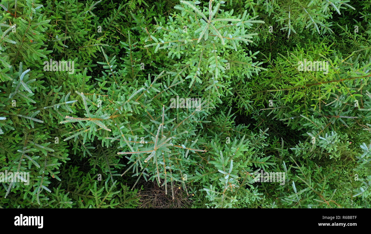 Overhead aerial view of an evergreen pine tree forest Stock Photo - Alamy