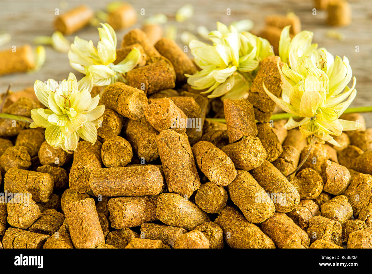 Pellets Of Hops Stock Photo - Alamy