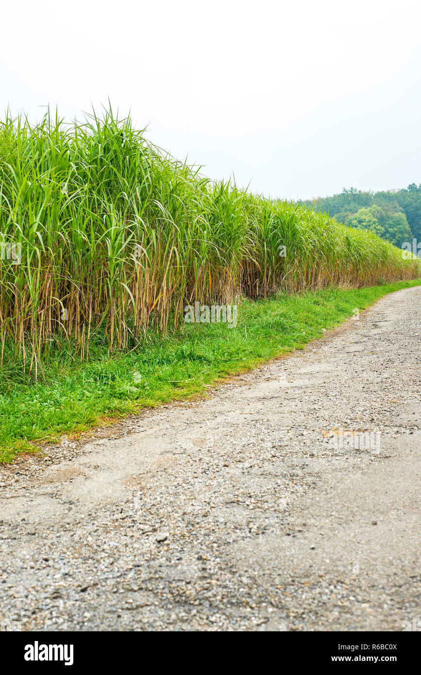 Switchgrass field hi-res stock photography and images - Alamy