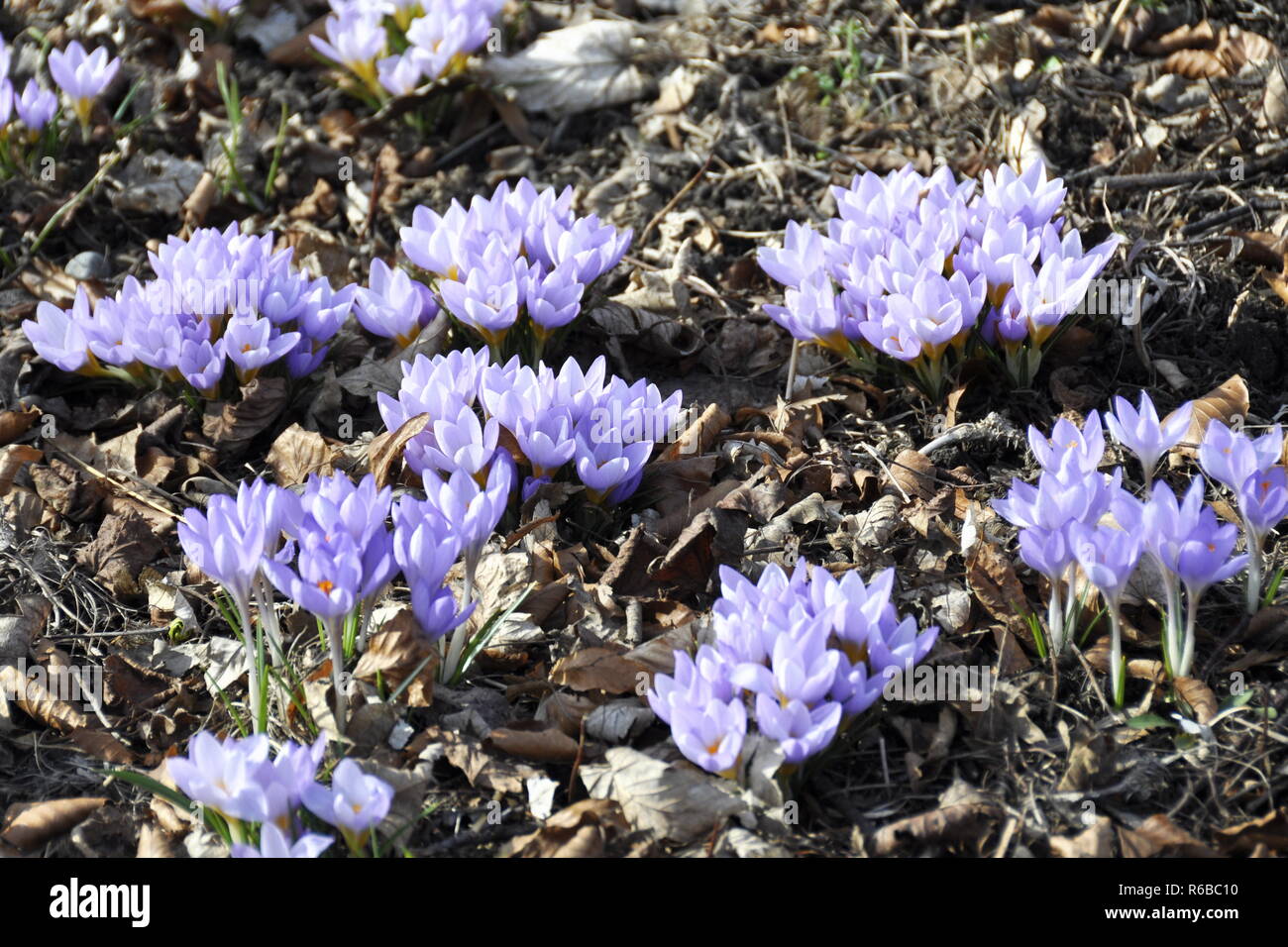 Group of purple crocus flowering in early spring Stock Photo - Alamy