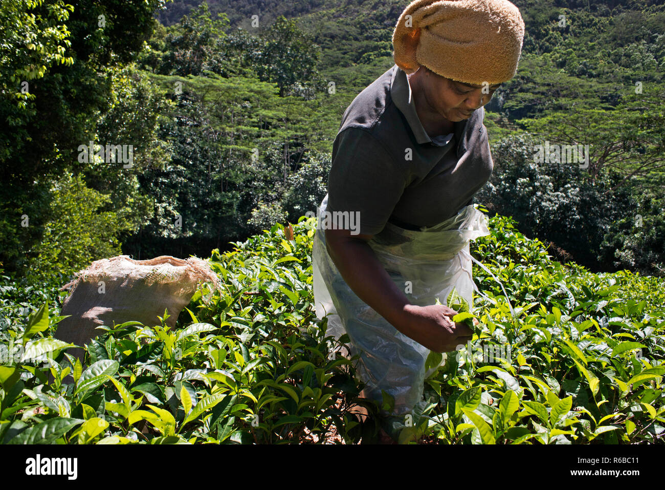 Morne seychellois tea hi-res stock photography and images - Alamy