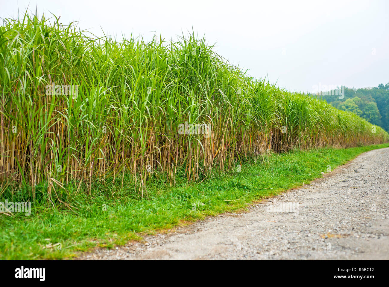 Switch grass hi-res stock photography and images - Alamy