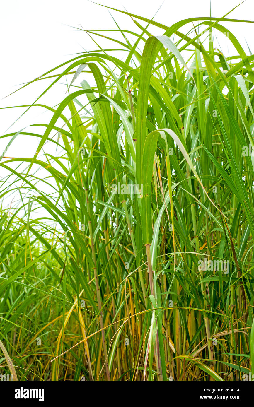 Switchgrass field hi-res stock photography and images - Alamy