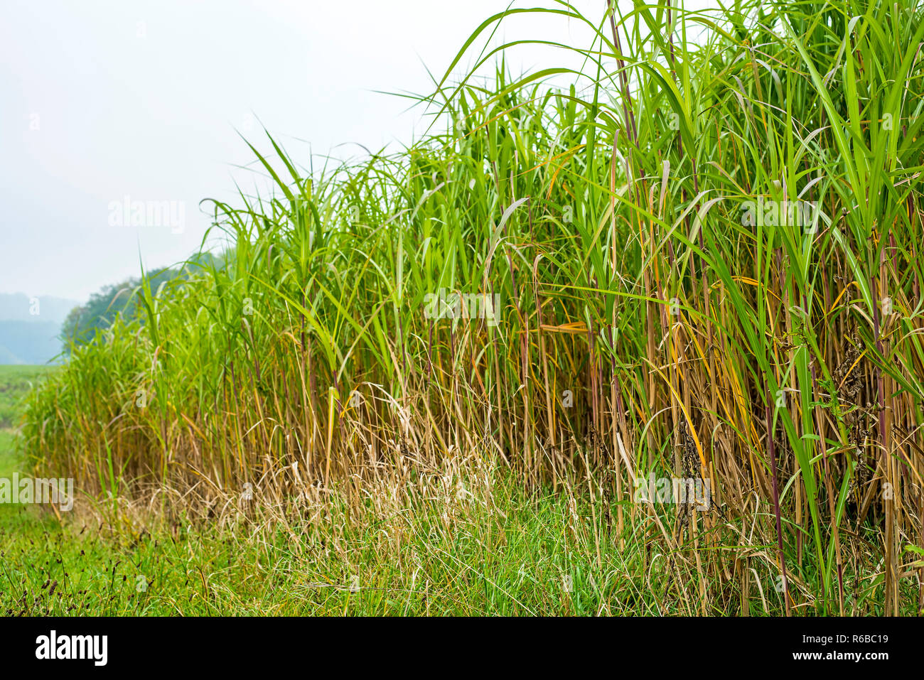 Switchgrass field hi-res stock photography and images - Alamy
