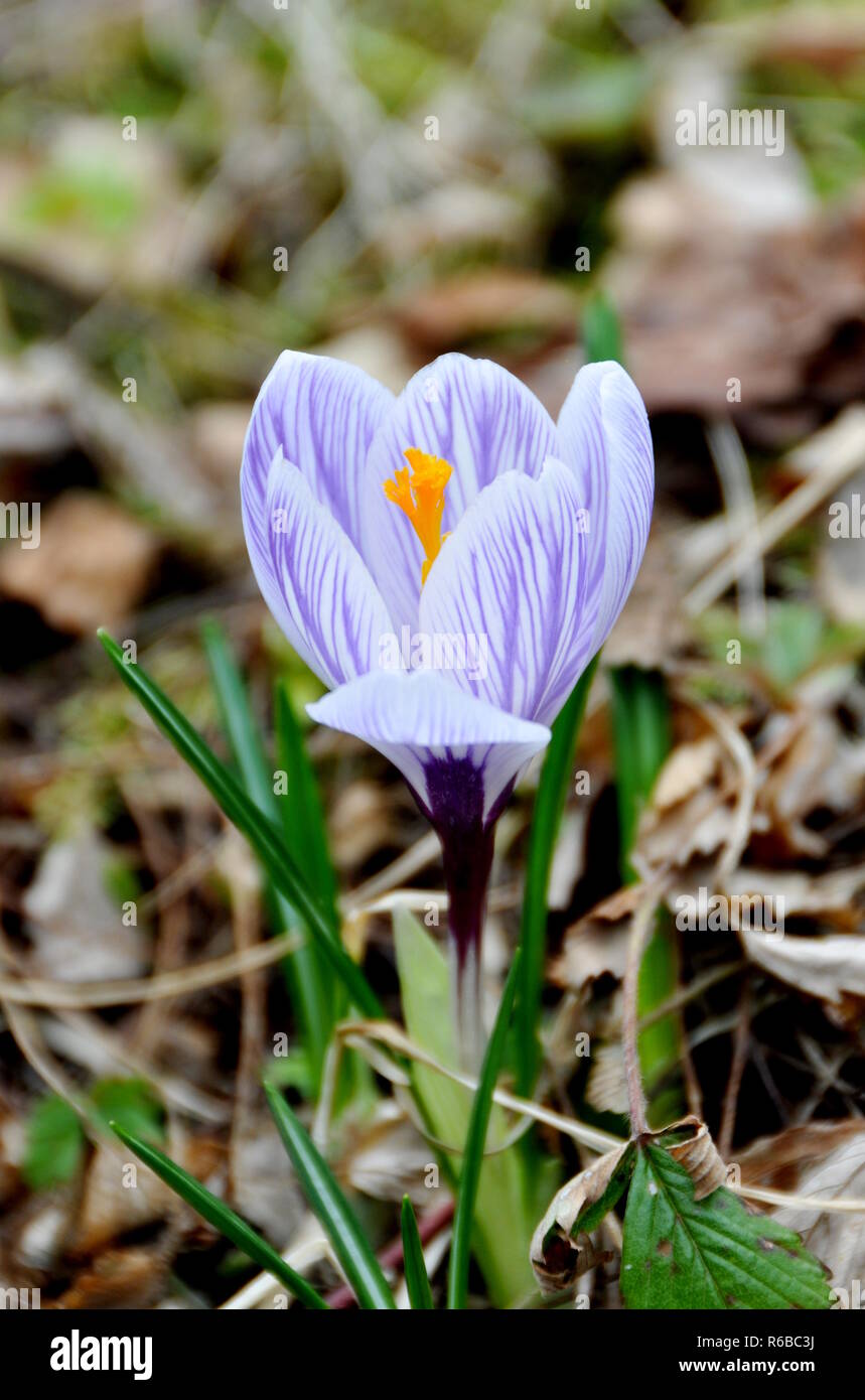 Purple cocus flowering in early spring Stock Photo - Alamy