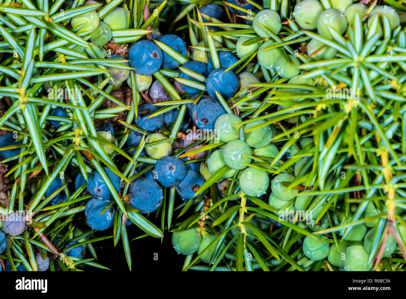 Wacholderbeeren High Resolution Stock Photography and Images - Alamy