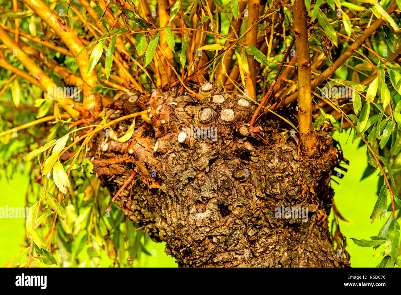 Pollarded tree garden hi-res stock photography and images - Alamy