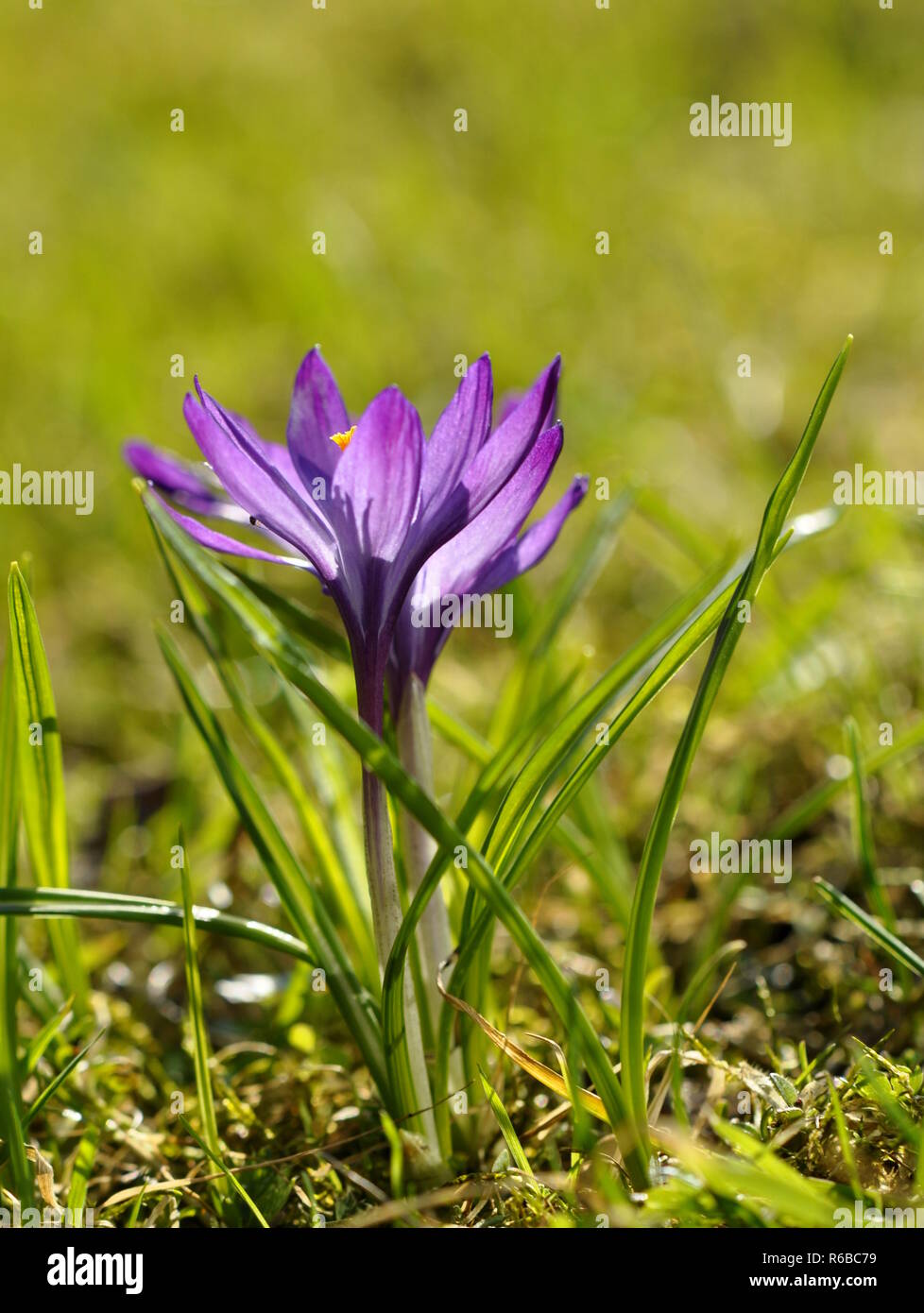 Purple cocus flowering in early spring Stock Photo - Alamy