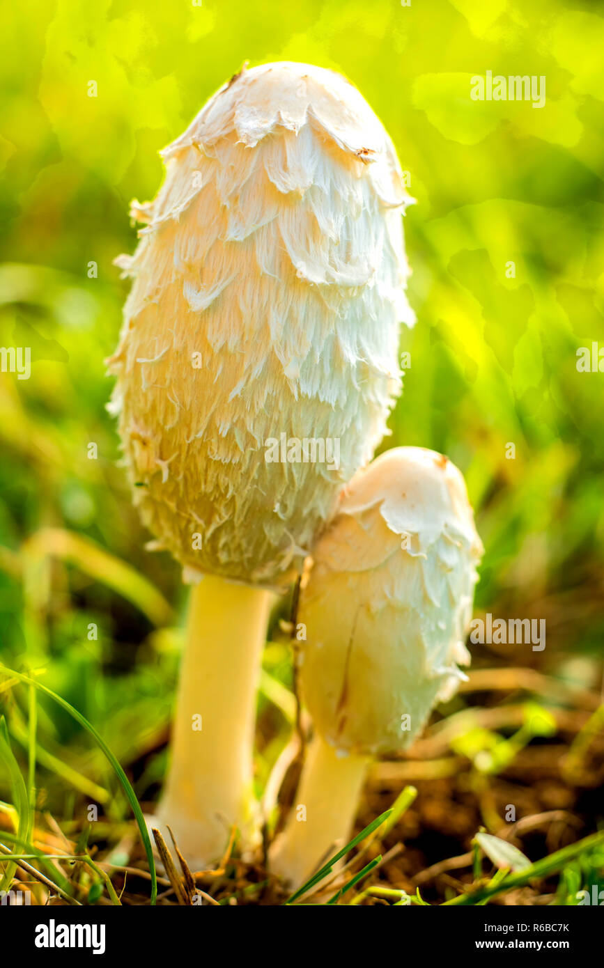 Father And Son Mushroom Stock Photo - Alamy