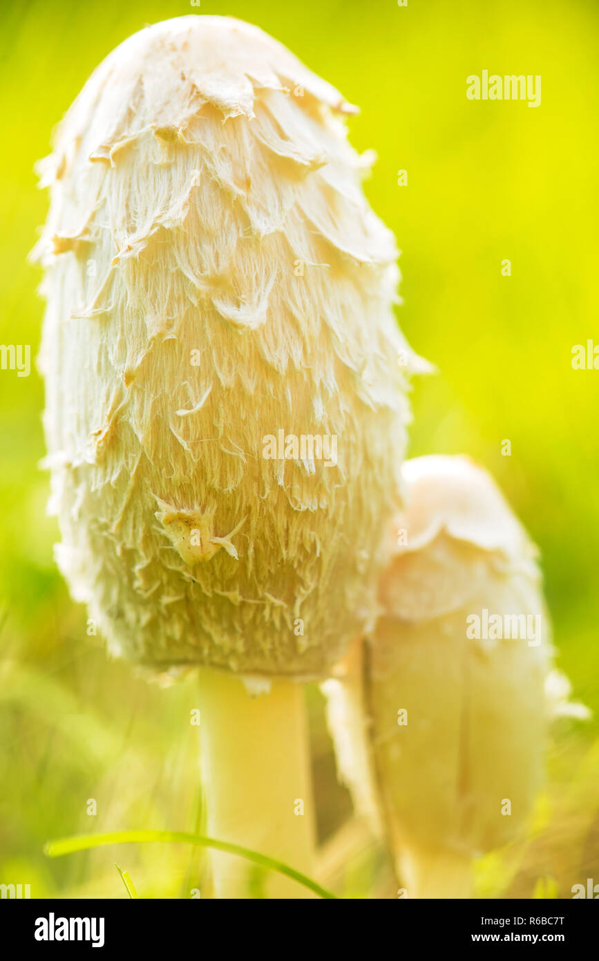 Father And Son Mushroom Stock Photo - Alamy