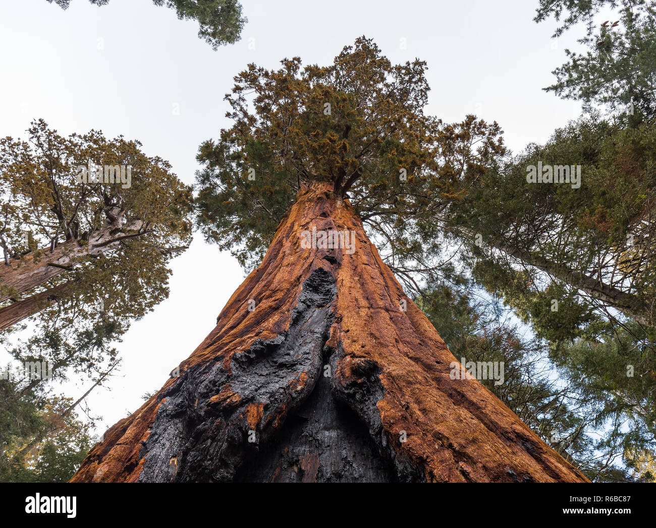 Sequoia sempervirens tree sherman trunk hi-res stock photography and ...