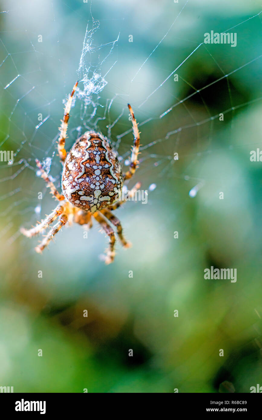 Garden Spider, Araneus Diadematus Stock Photo - Alamy